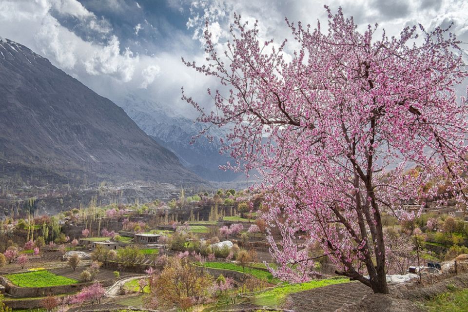 Cherry Blossom Trip To Hunza, Hunza Valley, 28 April to 7 May ...