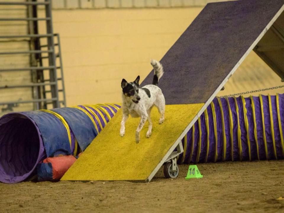 January 2024 LSA NADAC Trial Cleveland County Fairgrounds Norman january-2024-lsa-nadac-trial-cleveland-county-fairgrounds-norman