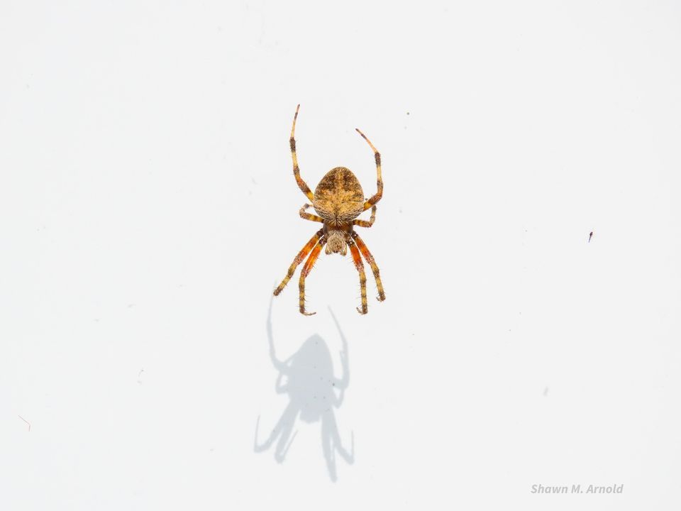 Spider Hike , Riverbend Park, Findlay, 6 April 2024 | AllEvents.in