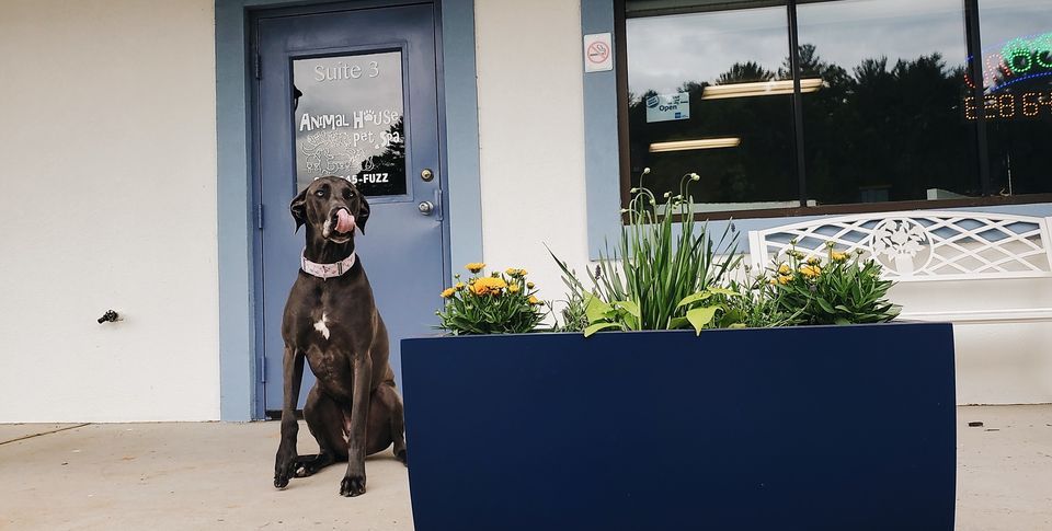 $10 Nail Trim Clinic With Michelle, Animal House Pet Spa llc ...