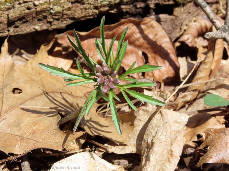 Going for Green Hike, Riverbend Park, Findlay, 7 March 2024 | AllEvents