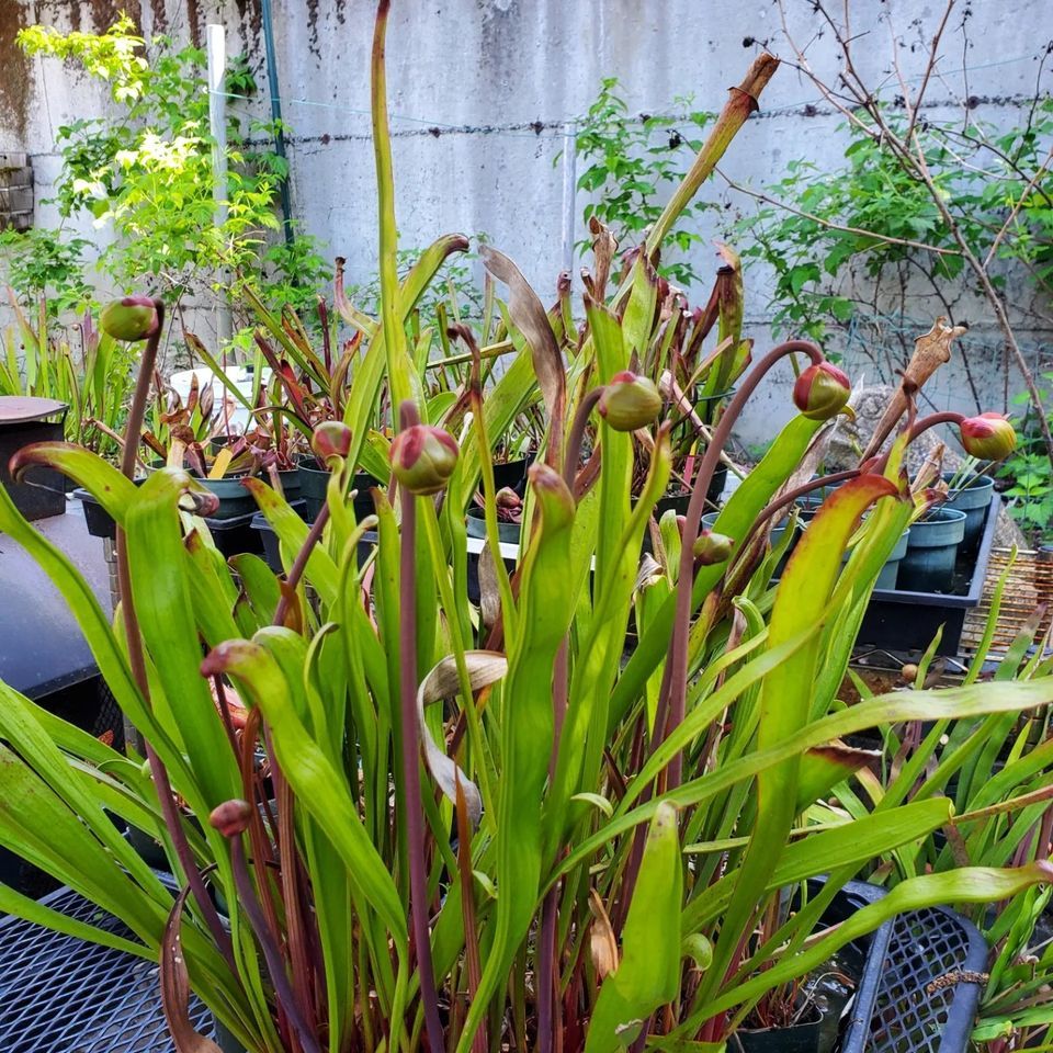 Carnivorous Plant Cleanup and Division, Chorus Frog Winery, Edgewood ...