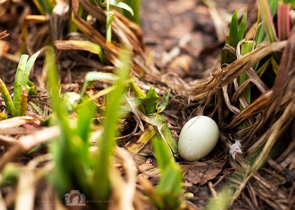 Springtime Babies, MEET AT Dunbarney Church CAR PARK, Lochgelly, 12 ...