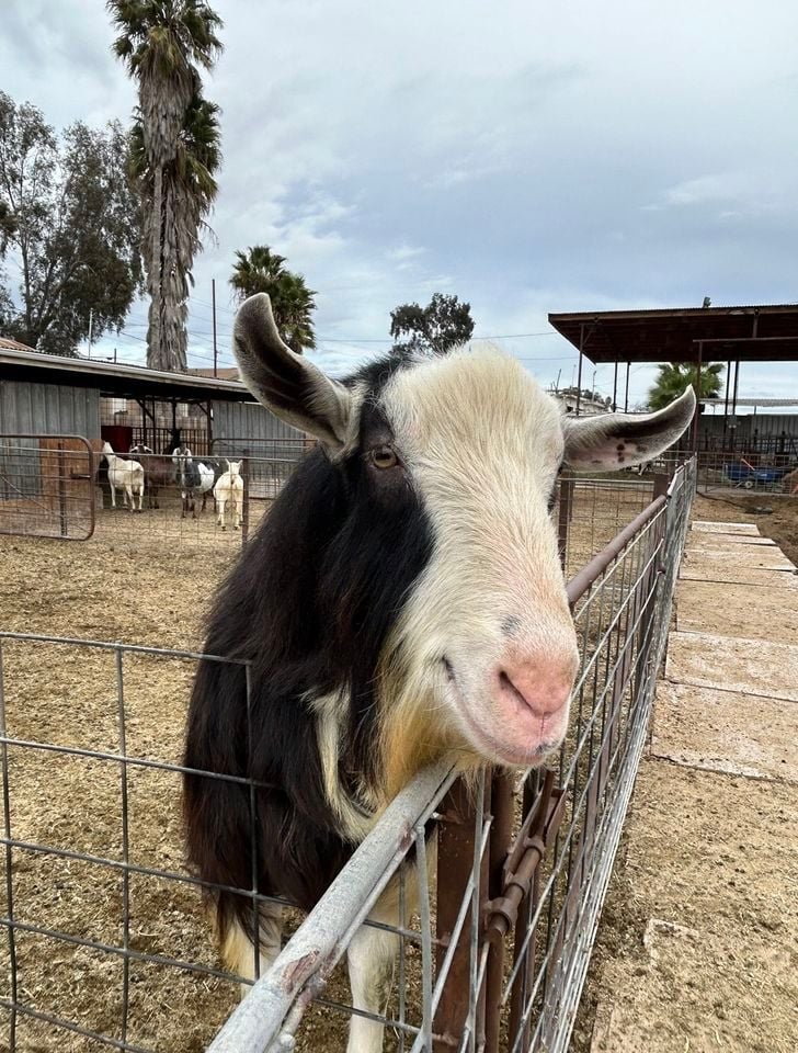 Goat Farm Tour & Cheese Tasting!, 7255 Schaefer Ave, Ontario, CA, March ...