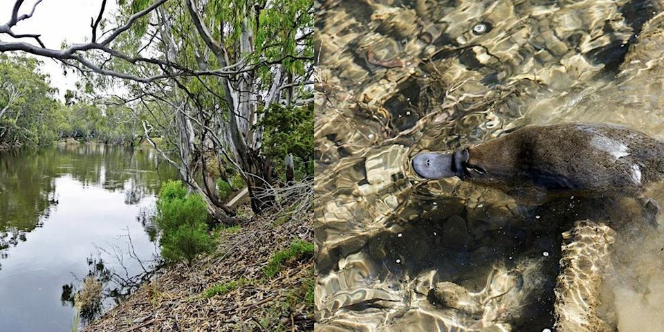 Regenerating the Orara River, Archie Hunter Memorial Park, Grafton, 23 ...