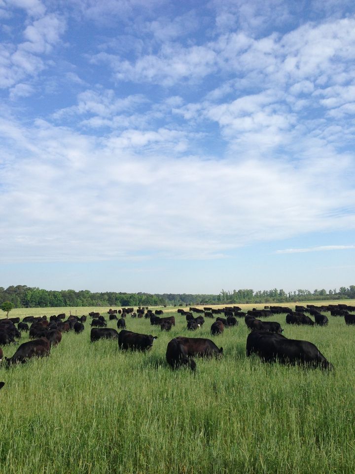 51st Carolina Angus Futurity, T Ed Garrison Livestock Arena, Pendleton ...