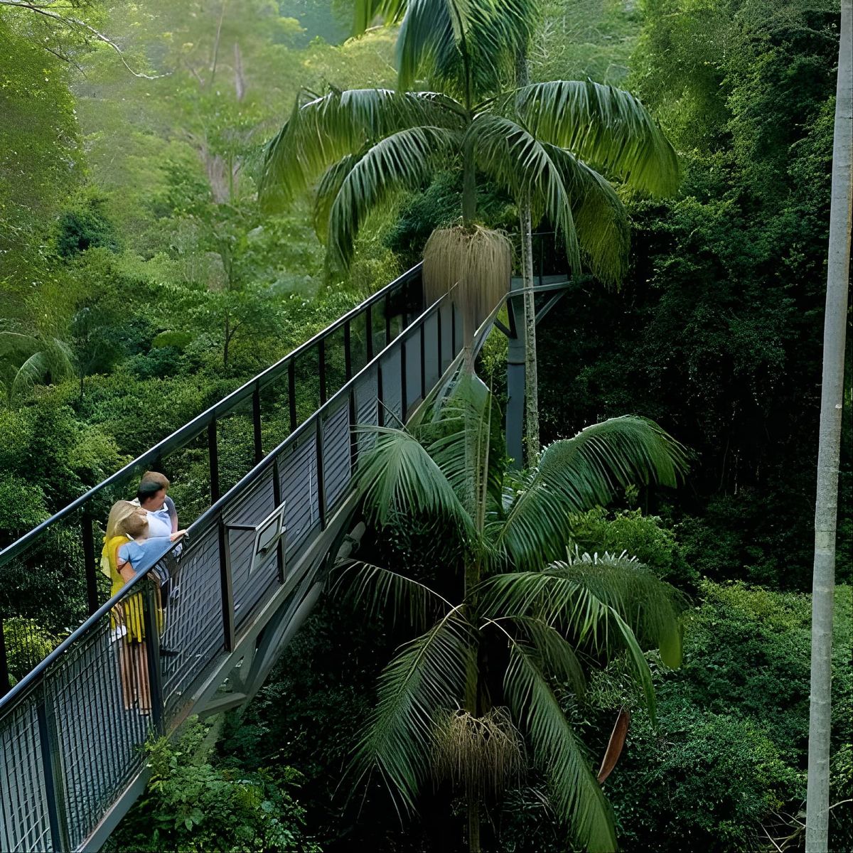 Premium Springbrook Natural Bridge, Glow Worm Cave & Skywalk, Northbank ...