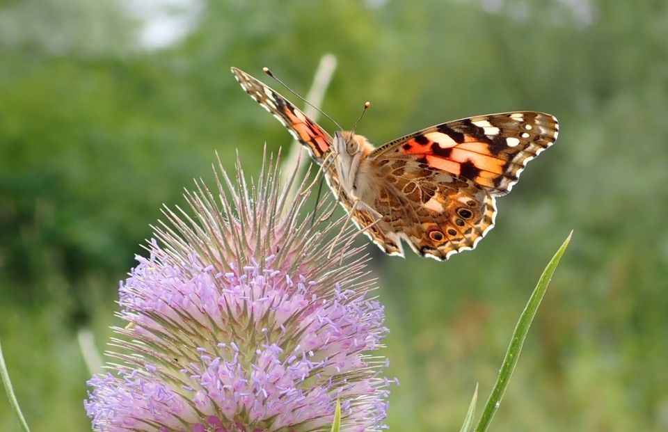 City Nature Challenge Bioblitz and Bumblebee Walk, Croxall Lakes ...