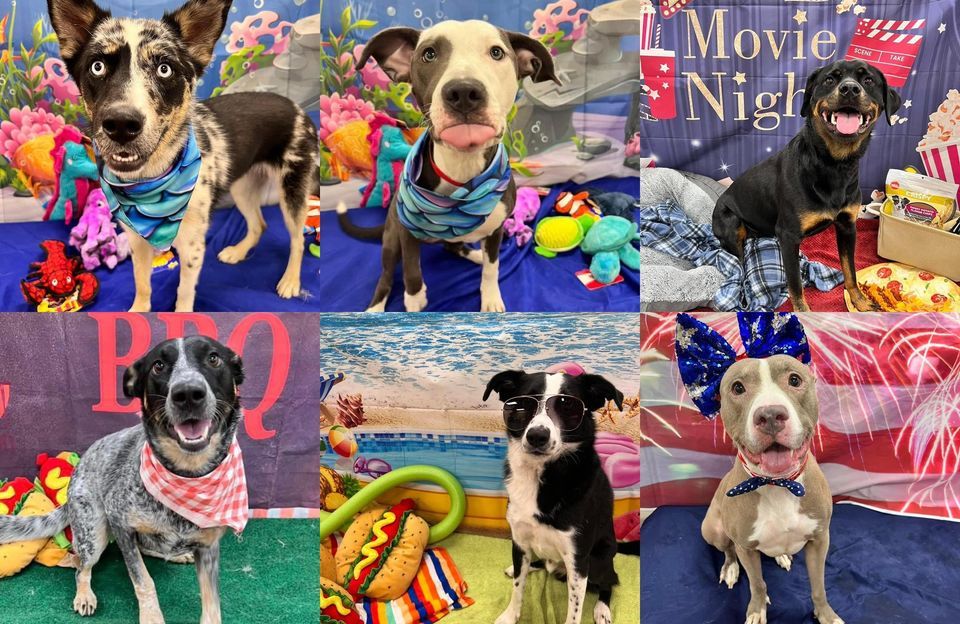 Basketball pups!, Petshotel #1551 S. Arlington, 9 November 2023 ...