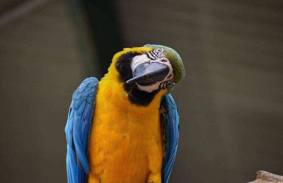 MALENY BIRD WORLD & BOTANICAL GARDENS, Discovery Coaches, North ...