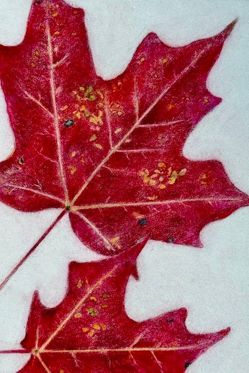 Intro to Botanical Drawing with Colored Pencils: Autumn Leaves with ...