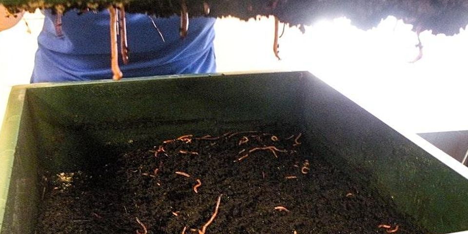 Vermicomposting 101: Composting with Worms!, 13800 Tamiami Trail,North ...