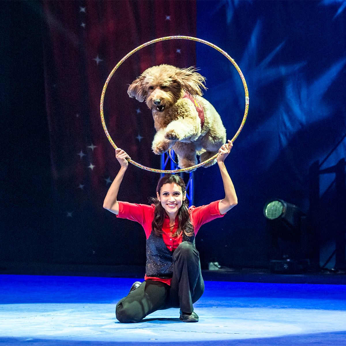 Chris Perondis Stunt Dog Experience, Victoria Theatre - Dayton | AllEvents