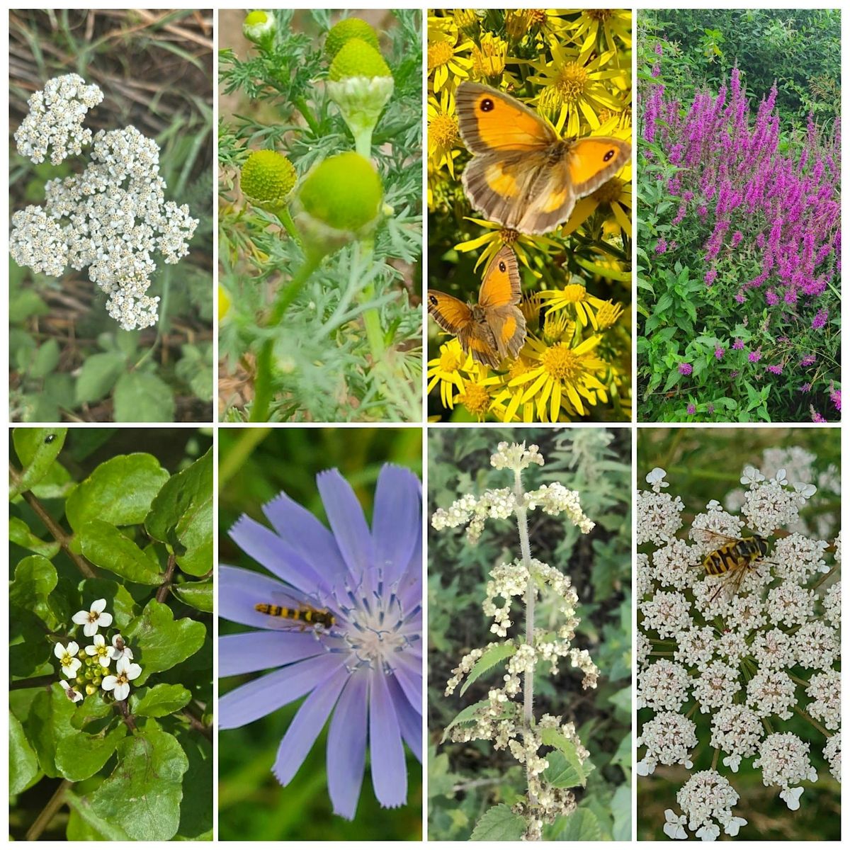 High Summer wild food walk in Surrey, Molesey Heath, 23 August 2026 ...