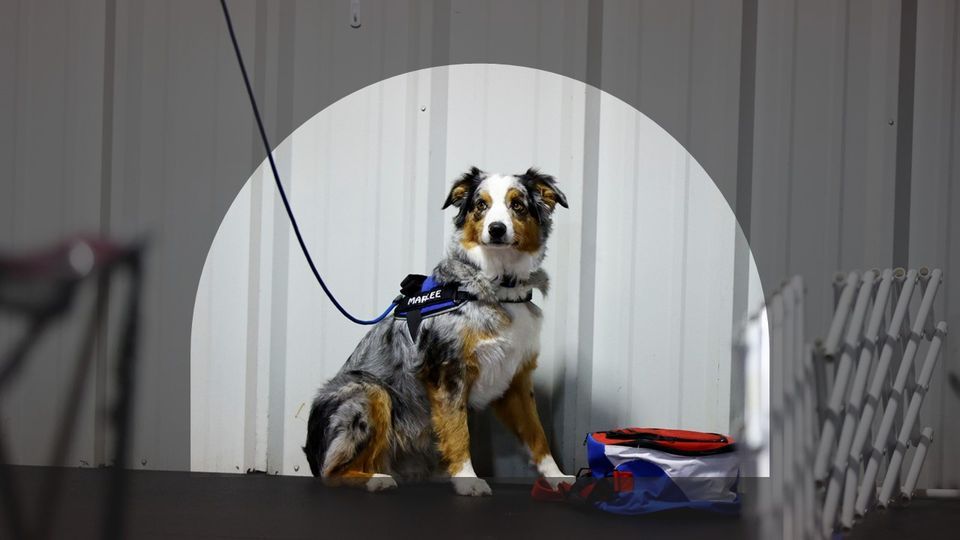 Tulsa Agility Club UKC Nosework Trials Tulsa Dog Training Club June tulsa-agility-club-ukc-nosework-trials-tulsa-dog-training-club-june
