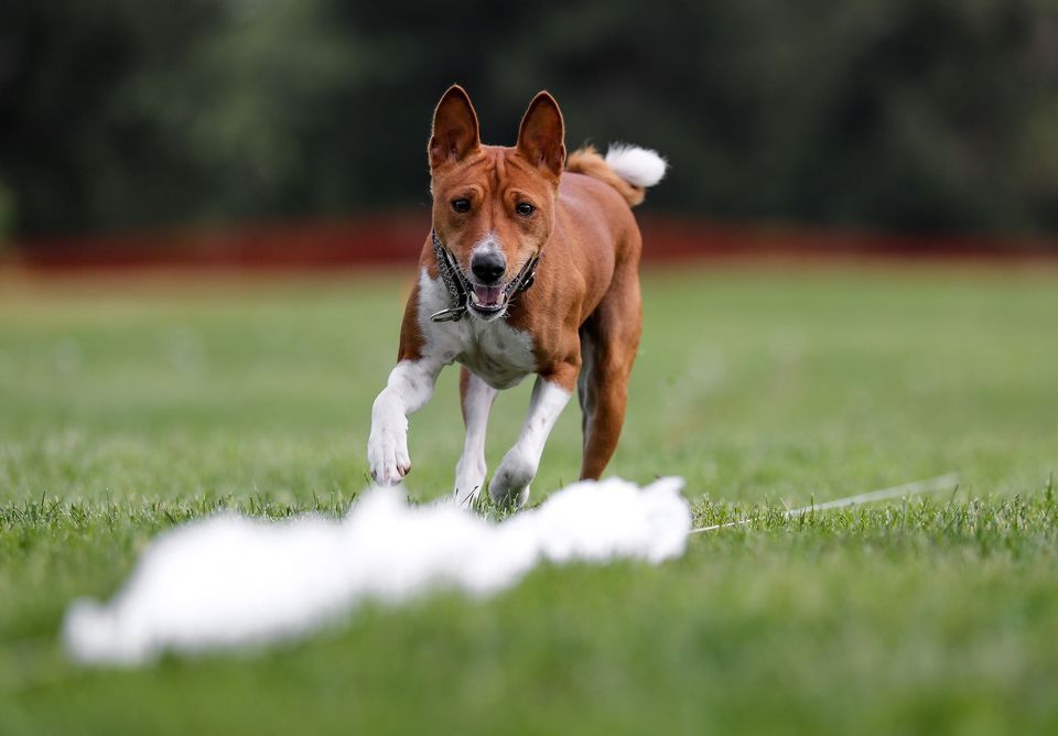 MId Atlantic Basenji Club of Maryland Fast Cat trials, Walkersville ...
