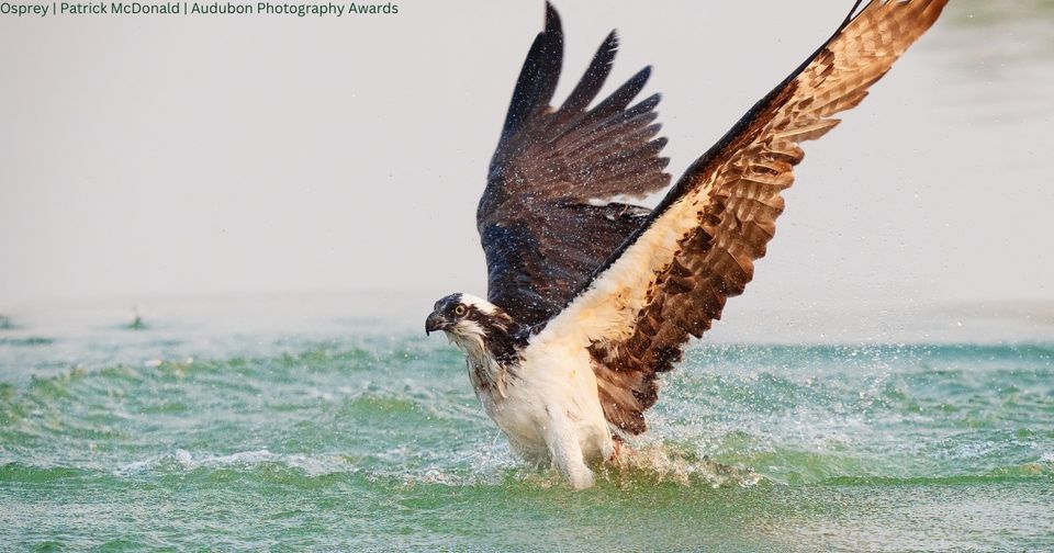 In-Person Class: Our Amazing Seattle Birds with Connie Sidles and Jean ...