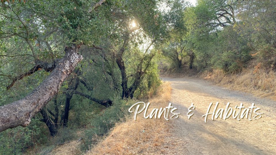 Blue Sky Hike: Plants & Habitats, Blue Sky Ecological Reserve, Poway ...
