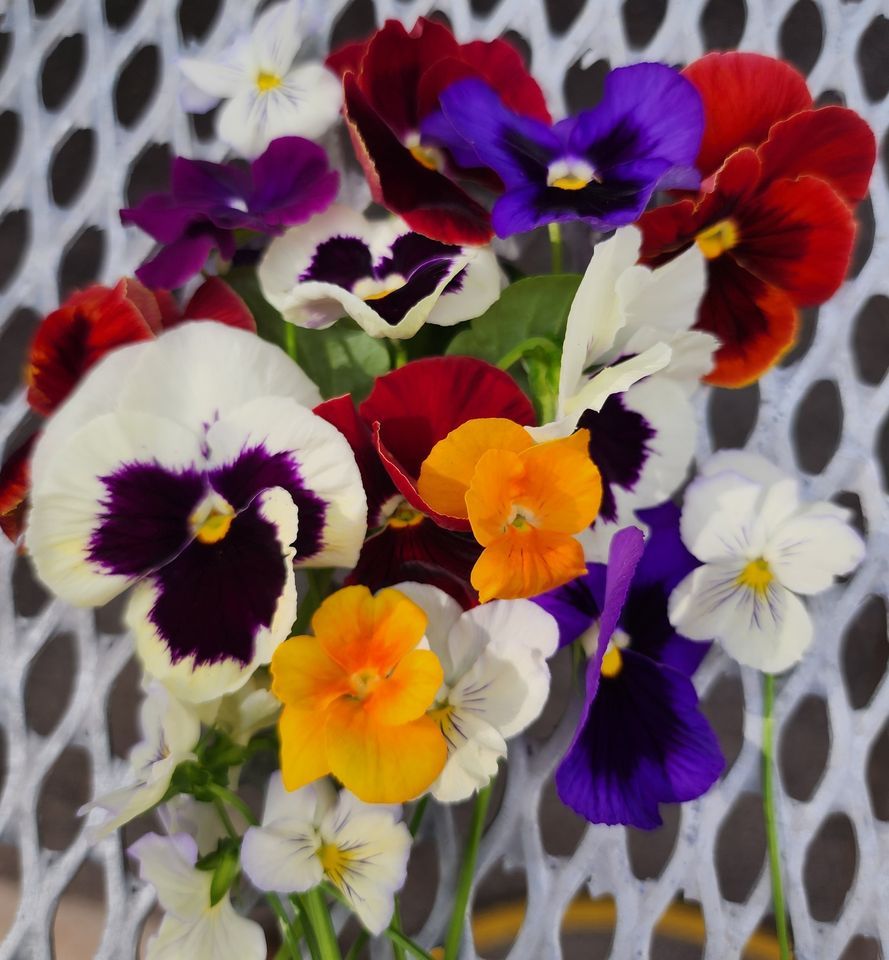 Fall Pansy and Perennial Sale, The Community Arboretum at Virginia ...