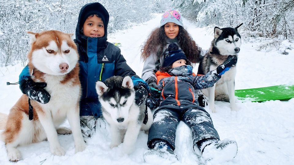 Sled Dogs Meet & Greet, Jericho Town Library, 16 December 2023 | AllEvents