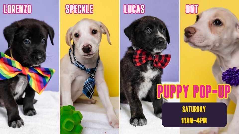 Puppy Pop-up, Friends For Life Animal Shelter, Houston, 2 December 2023 ...