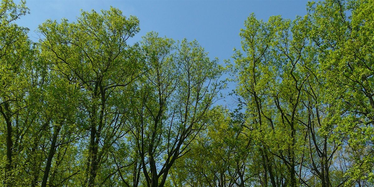 How to “Read” A Tree: An Artistic Approach to Tree ID, Jenkins ...