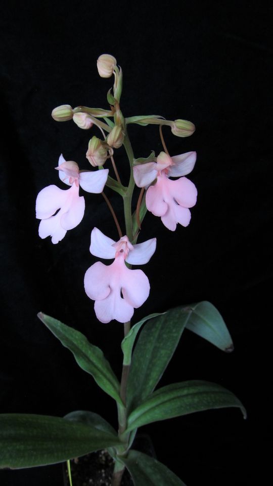 Michigan Orchid Society Orchid Show and Sale, 555 Horace Brown Dr ...