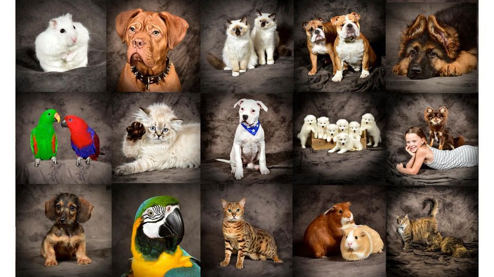 Say Cheese!!! Jouw huisdier als fotomodel in DELFT. Lukt altijd! Gratis ...