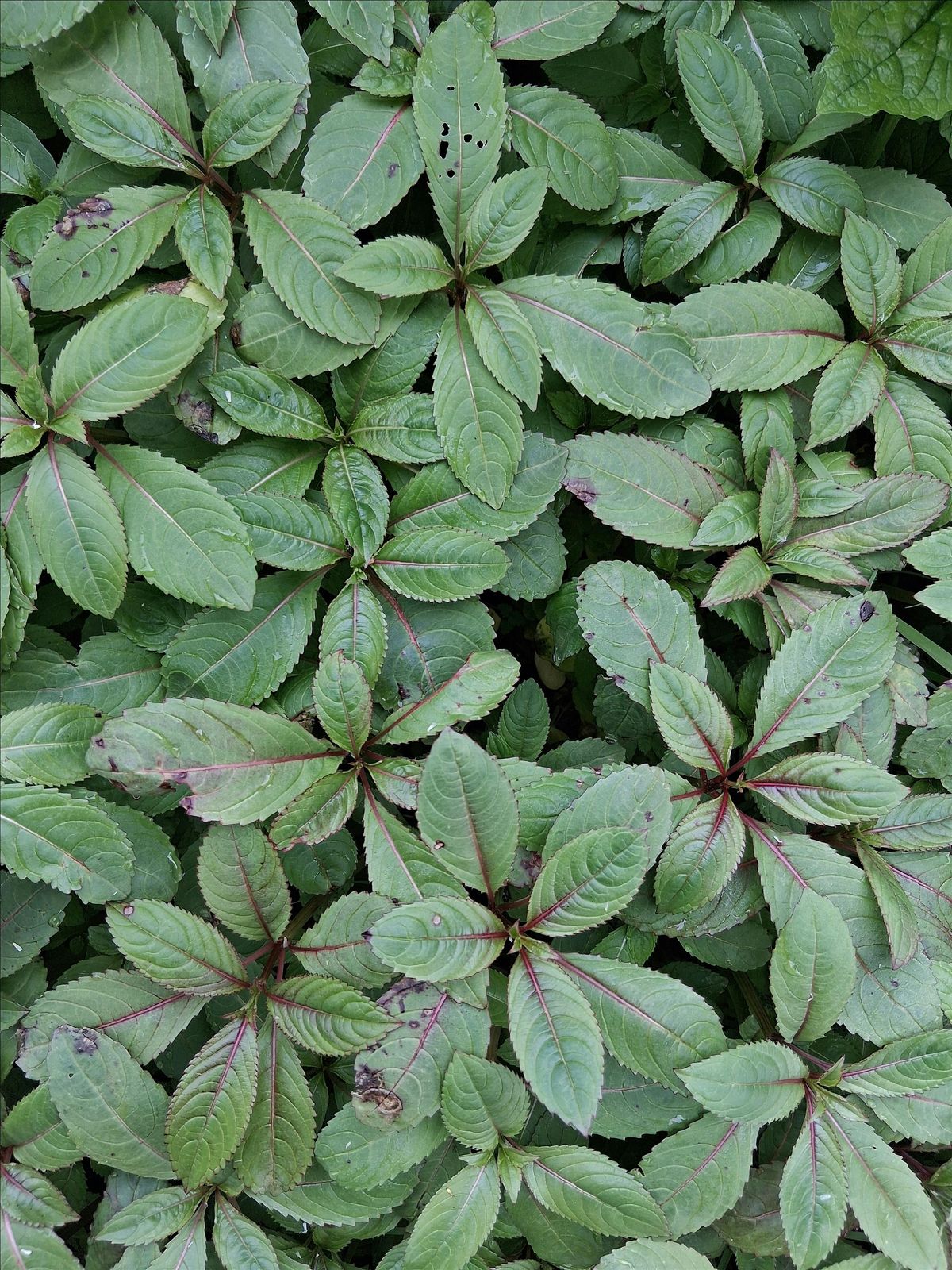 Himalayan balsam pulling party - Allanton, outside Allanton Village ...
