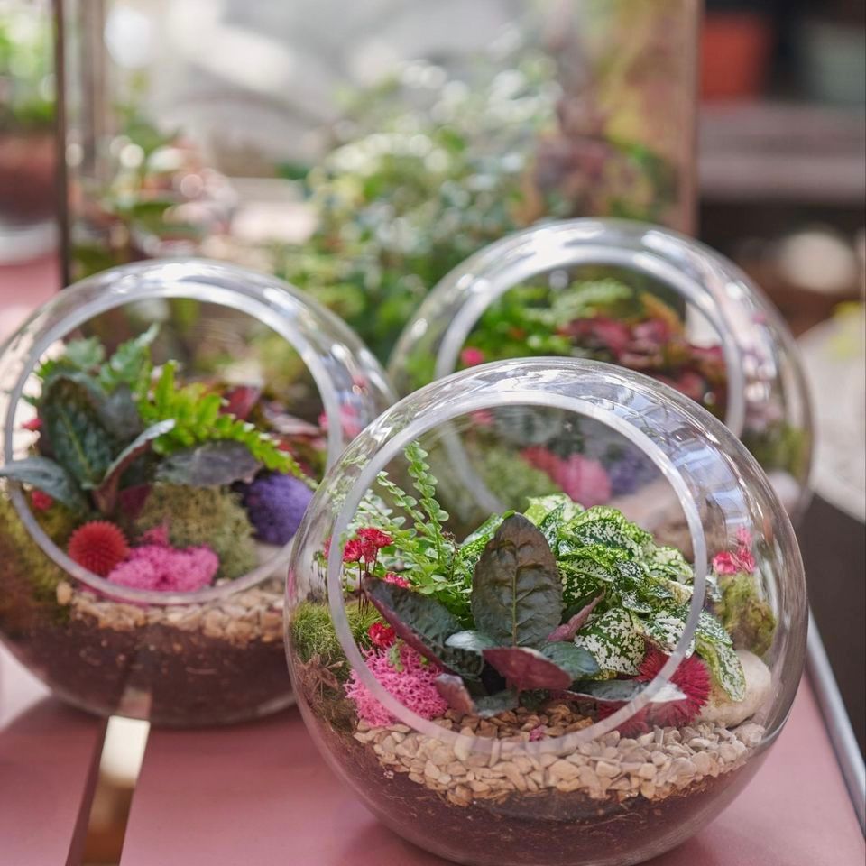 Luck of the Irish Terrarium Workshop, terrain (Glen Mills, PA), March ...