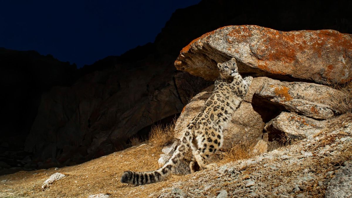 National Geographic Live - Wild Cats Revealed, Benaroya Hall - Taper ...