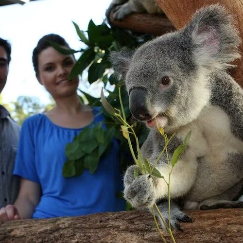 Taronga Zoo + Sydney Harbour Hopper Pass (24/48h), Taronga Zoo Sydney ...