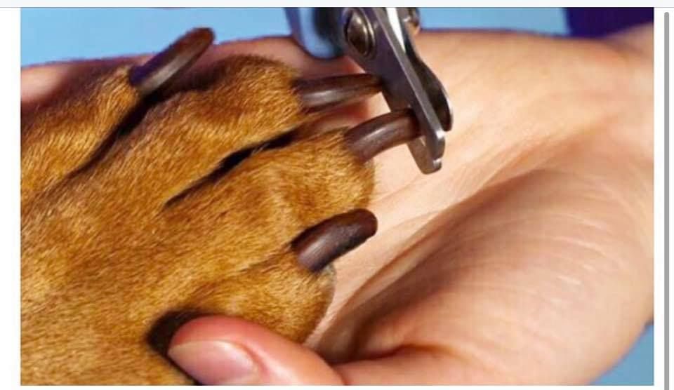 Walk-in Nail Trims, The Better Beagle Co., Oxford, 10 January 2024 ...