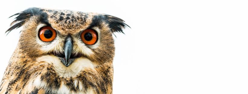 FULLY BOOKED - Care of Magical Creatures: Raptorxotics owl visit ...