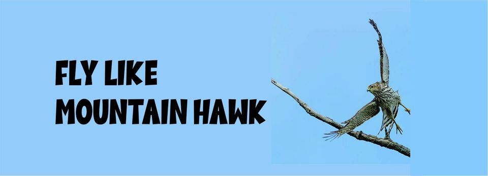Fly like Mountain Hawk, Alf Adams Pavillion, Perth, 9 February 2024 ...
