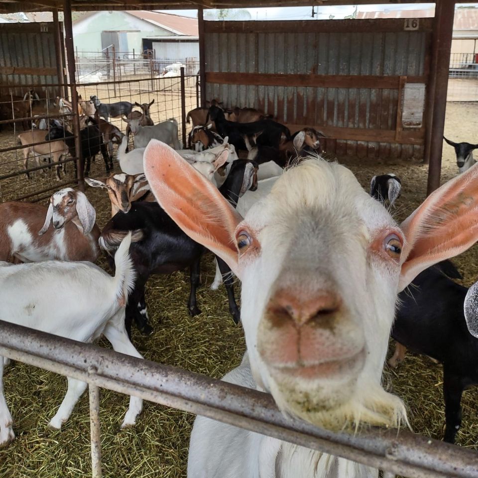 Goat Farm Tour!, Drake Family Farms CA, November 25 2023 | AllEvents.in