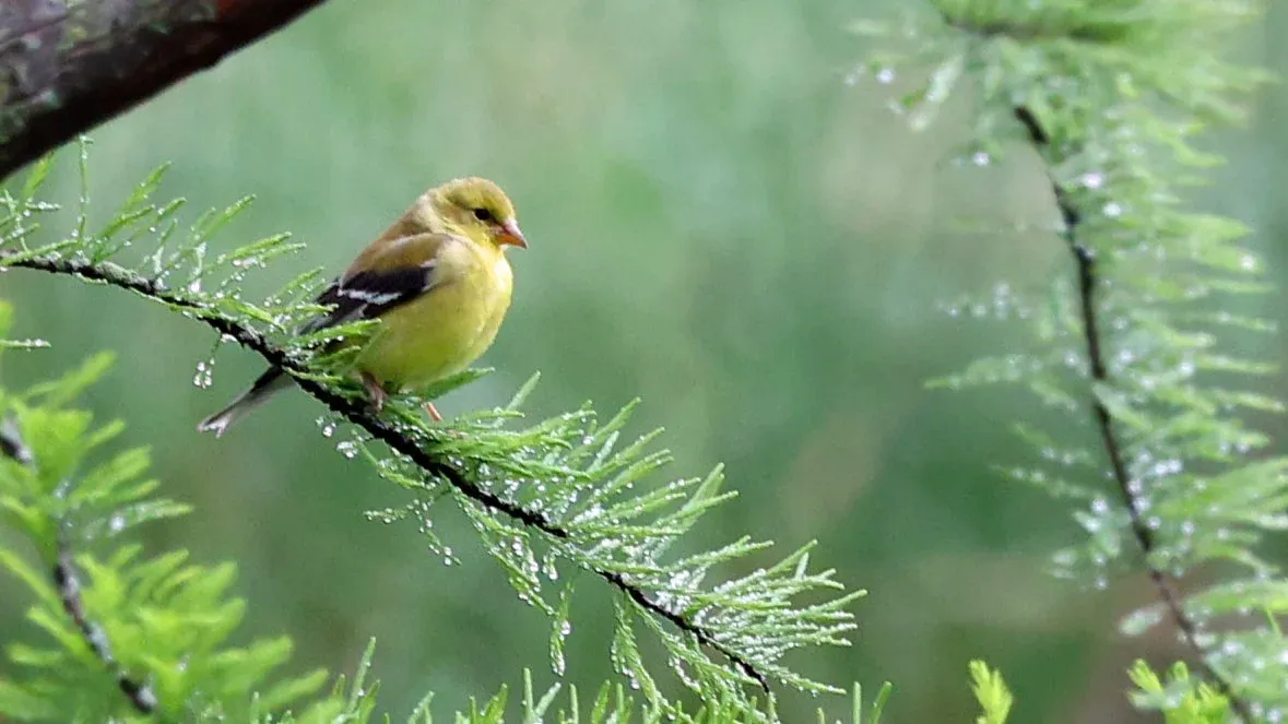 Birding at the NC Museum of Art, Ann & Jim Goodnight Park 2025-1108 ...