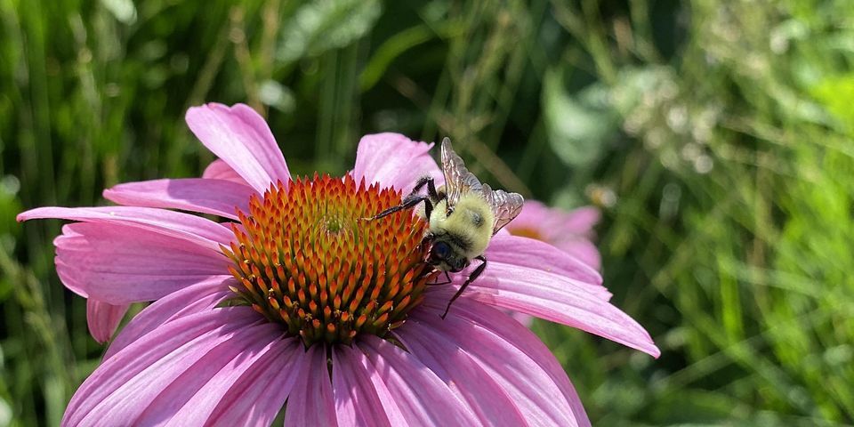 Bee the Change! With CharBee Koenen, Beevangelists, 524 South Layton ...