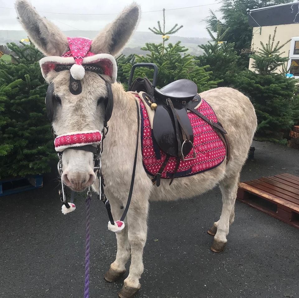 Free Donkey Rides o John Street, John Street, Oastler Centre ...