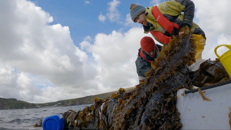Kelp! & an Audience with Steve Allnutt, Seabed Restoration Project ...