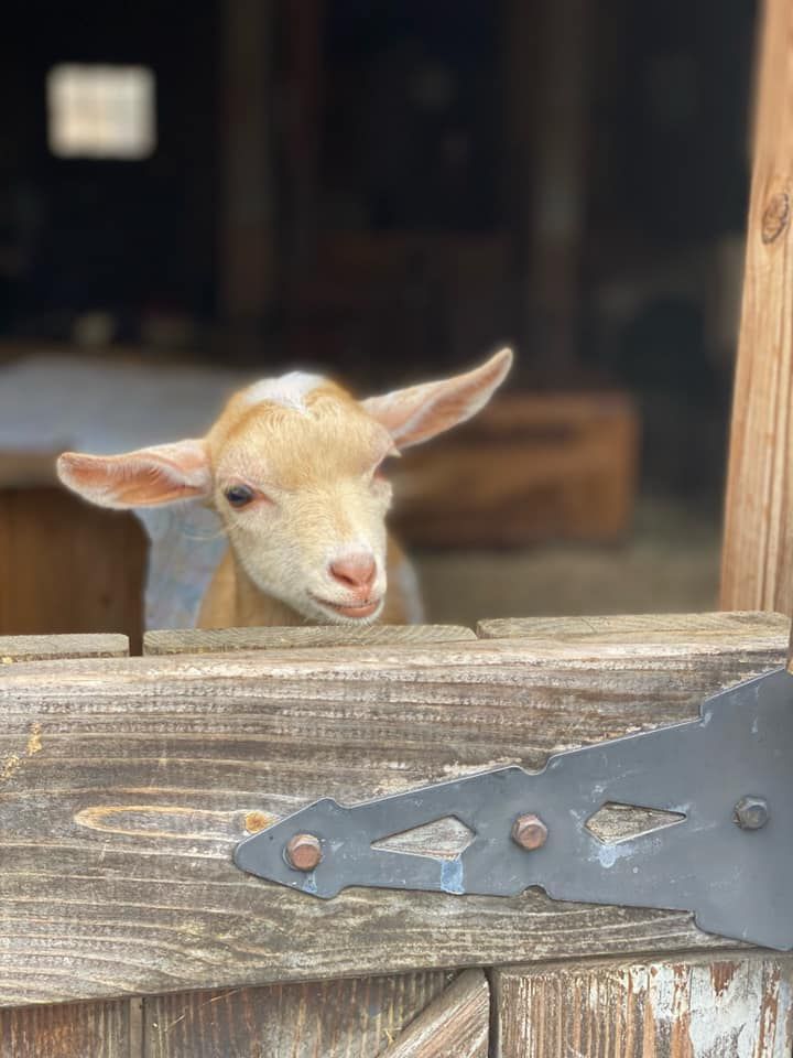 Goat Hike, Willow Lake Farm 7000 Butler Pike, Ambler, PA 19002, 25 ...