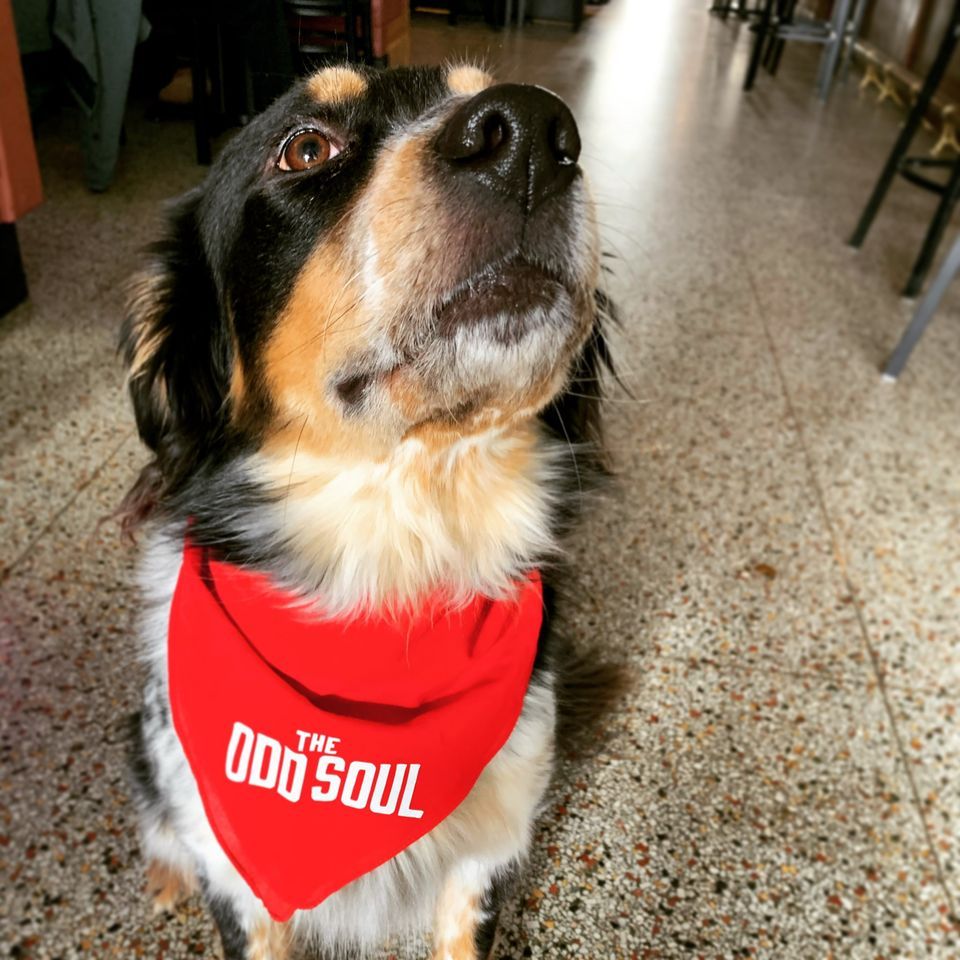 Pictures with Santa Paws, The Odd Soul, Springdale, 16 December 2023 ...