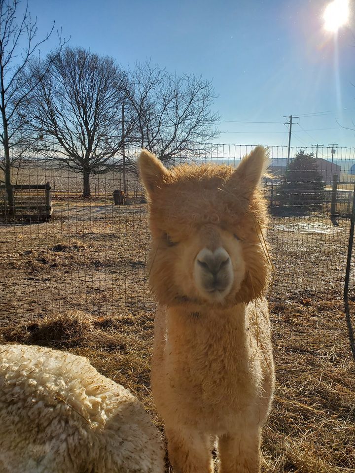 Hug an Alpaca! Alpaca Selfies!, Sundrop Alpacas, Milmine, March 3 2024 ...