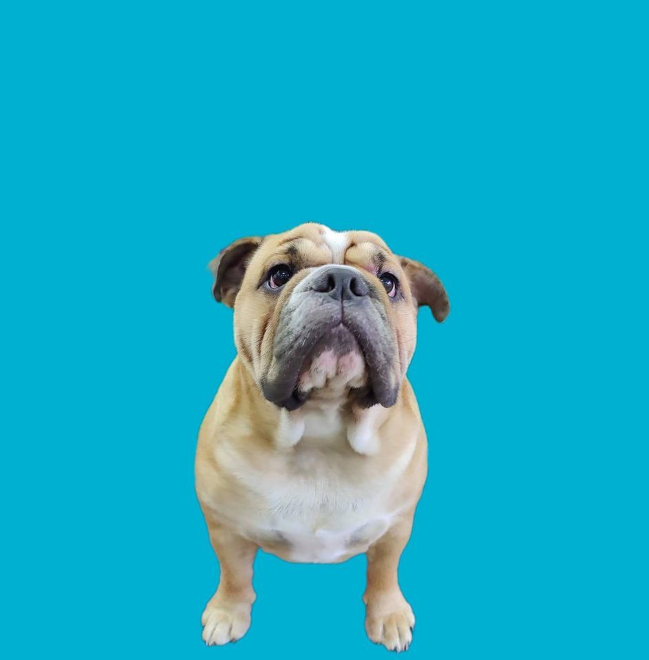 Arts Crafts Market Dog Show Fun Day Barnham Community Hall Arts Crafts Market Dog Show Fun Day Barnham Community Hall