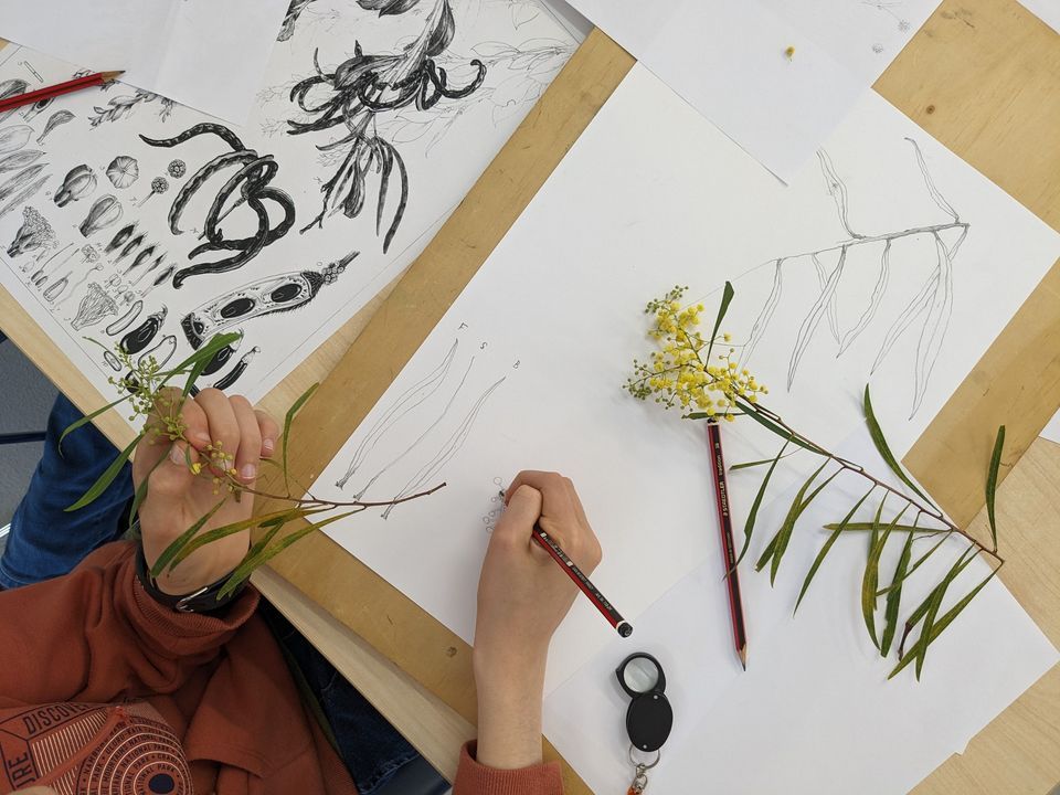 Introducing colour and complexity for botanical drawing with Gilbert ...