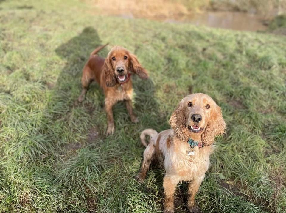 SPANIELS Off-Lead Play Session, Dogs Country Club, Golborne, 9 March ...