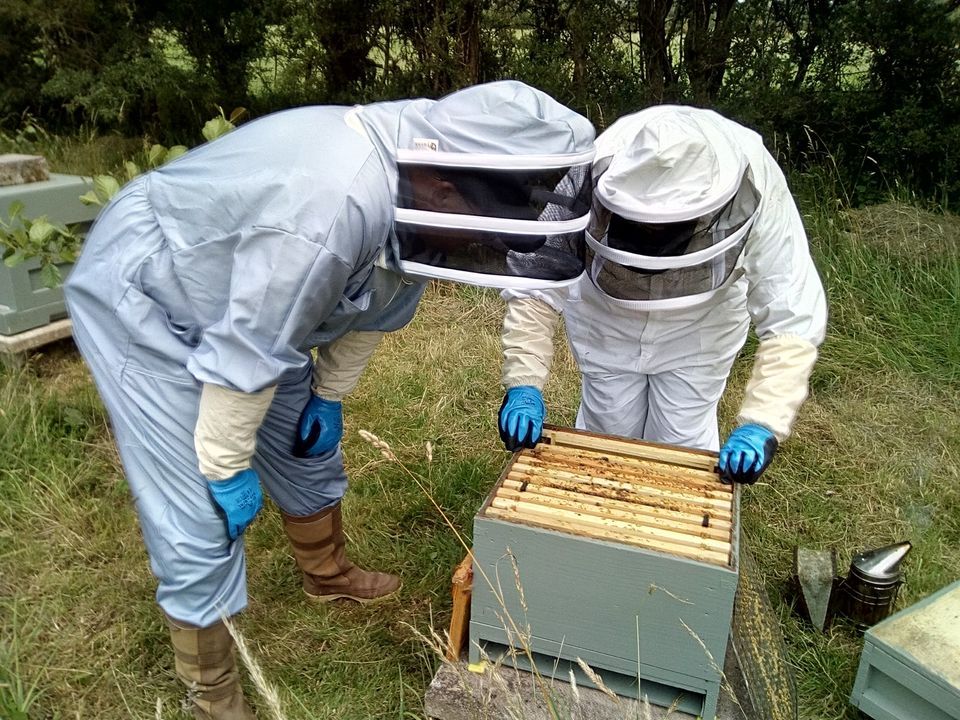 MEET THE BEES experience with ANGLESEY BEES, Anglesey Bees, Bangor, 6 April 2024 | AllEvents