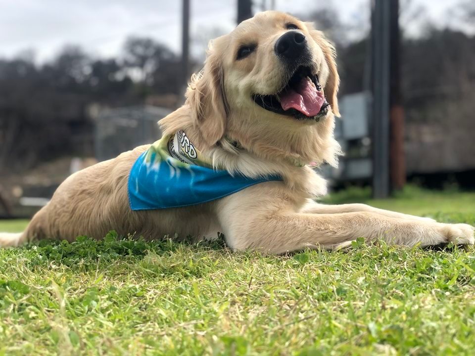FEBRUARY BOISE GOLDEN RETRIEVER MEET UP, Ann Morrison Park, Boise, 26 ...