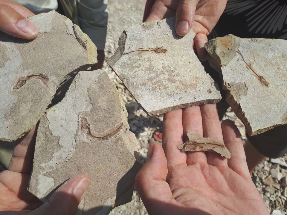 Kom Med Fur Museums Geologer På Fossiljagt Bette Jens Hyw Skive 3