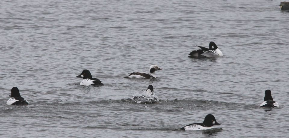 Great Backyard Bird Count @ Kimberly Point & Wilderness Park, Kimberly ...